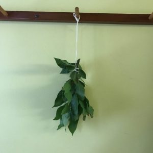 Growing Bay Leaves is Easy and Rewarding - Countryside